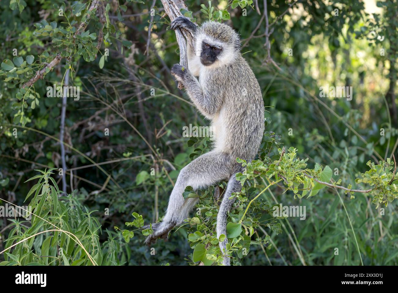 Vervet monkey, hanging from a branch, Tarangire National Park, Tanzania ...
