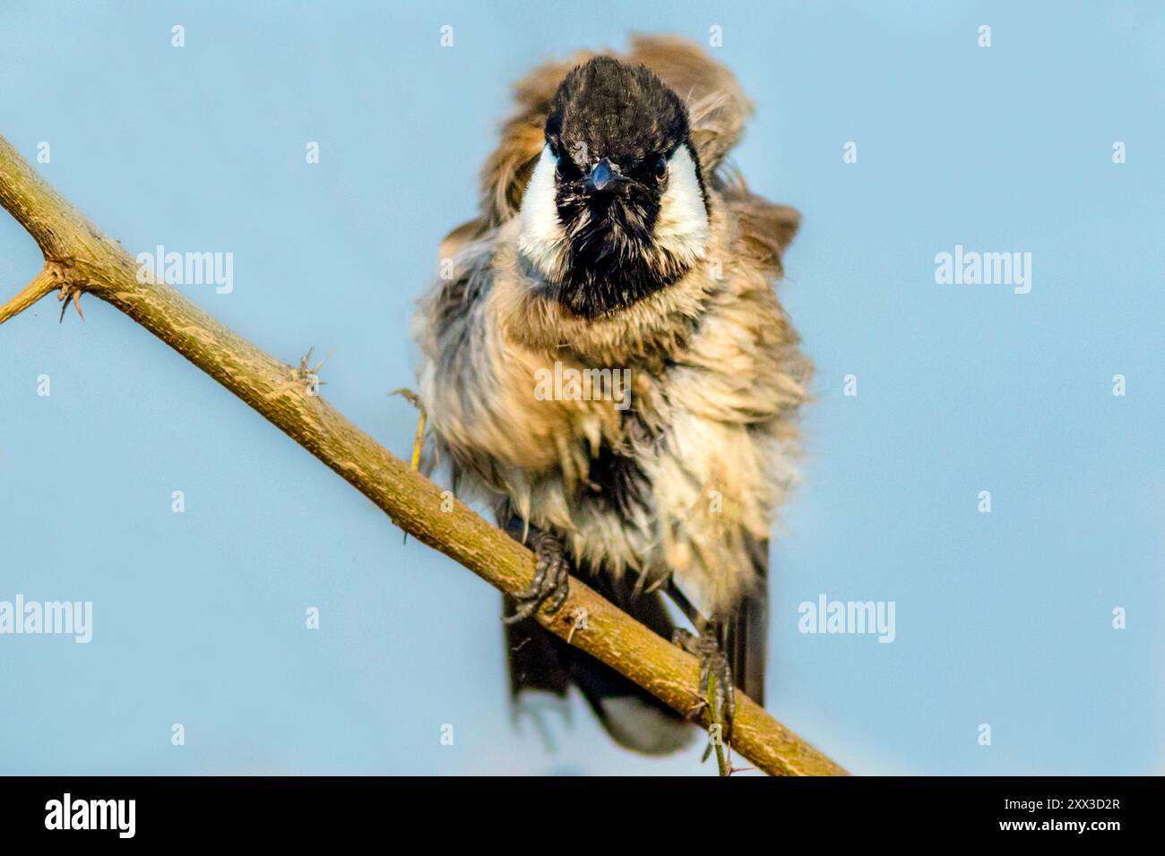 The red-vented bulbul is a member of the bulbul family of passerines ...