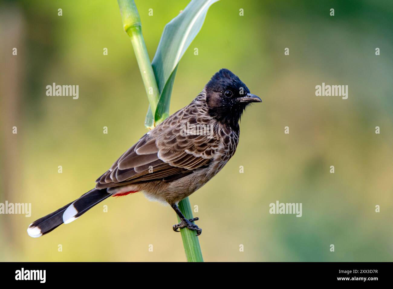 The red-vented bulbul is a member of the bulbul family of passerines ...