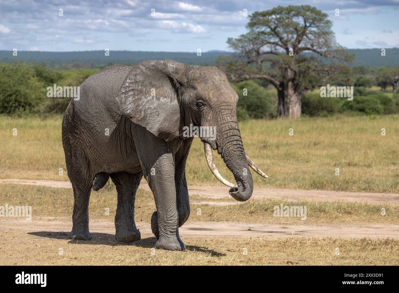 Elephant, post bathing with Baobab tree, Tarangire National Park ...