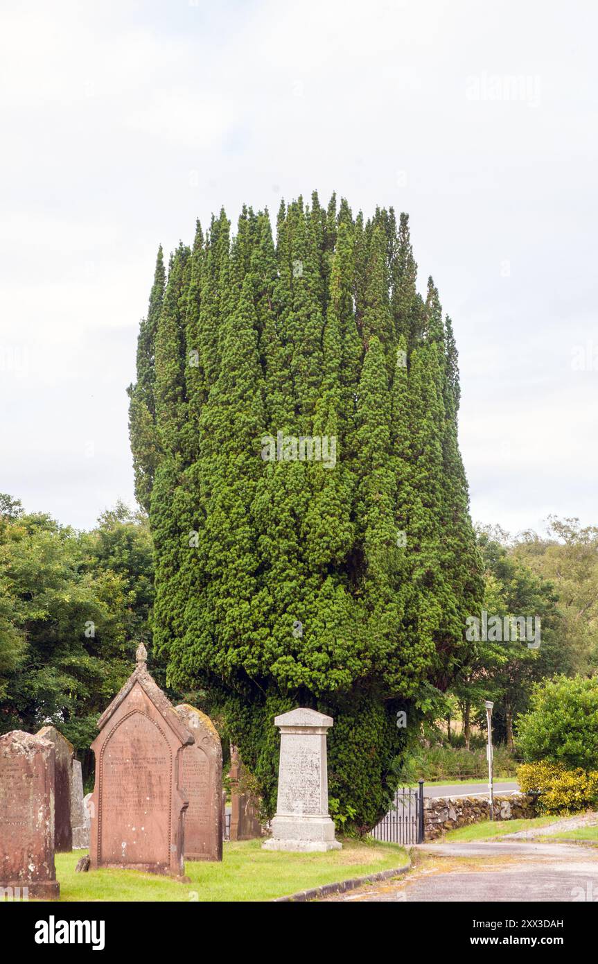 A large Irish Yew tree Taxus baccata Fastigiata growing in the ...