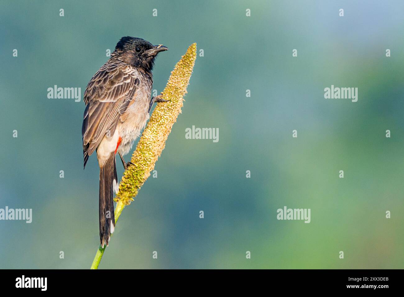 The red-vented bulbul is a member of the bulbul family of passerines ...