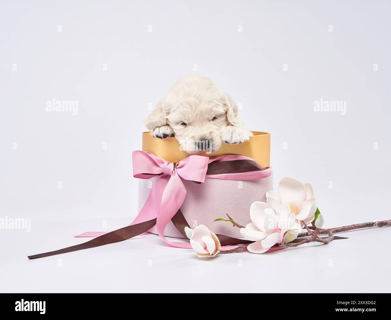 Two Golden Retriever puppies peek curiously from a pastel-colored box ...