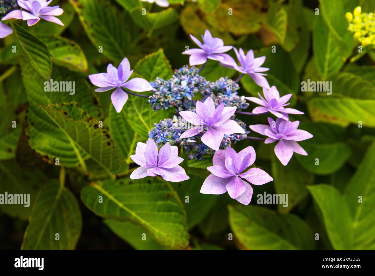 Close-up of Japanese hydrangea (Hydrangea serrata Stock Photo - Alamy