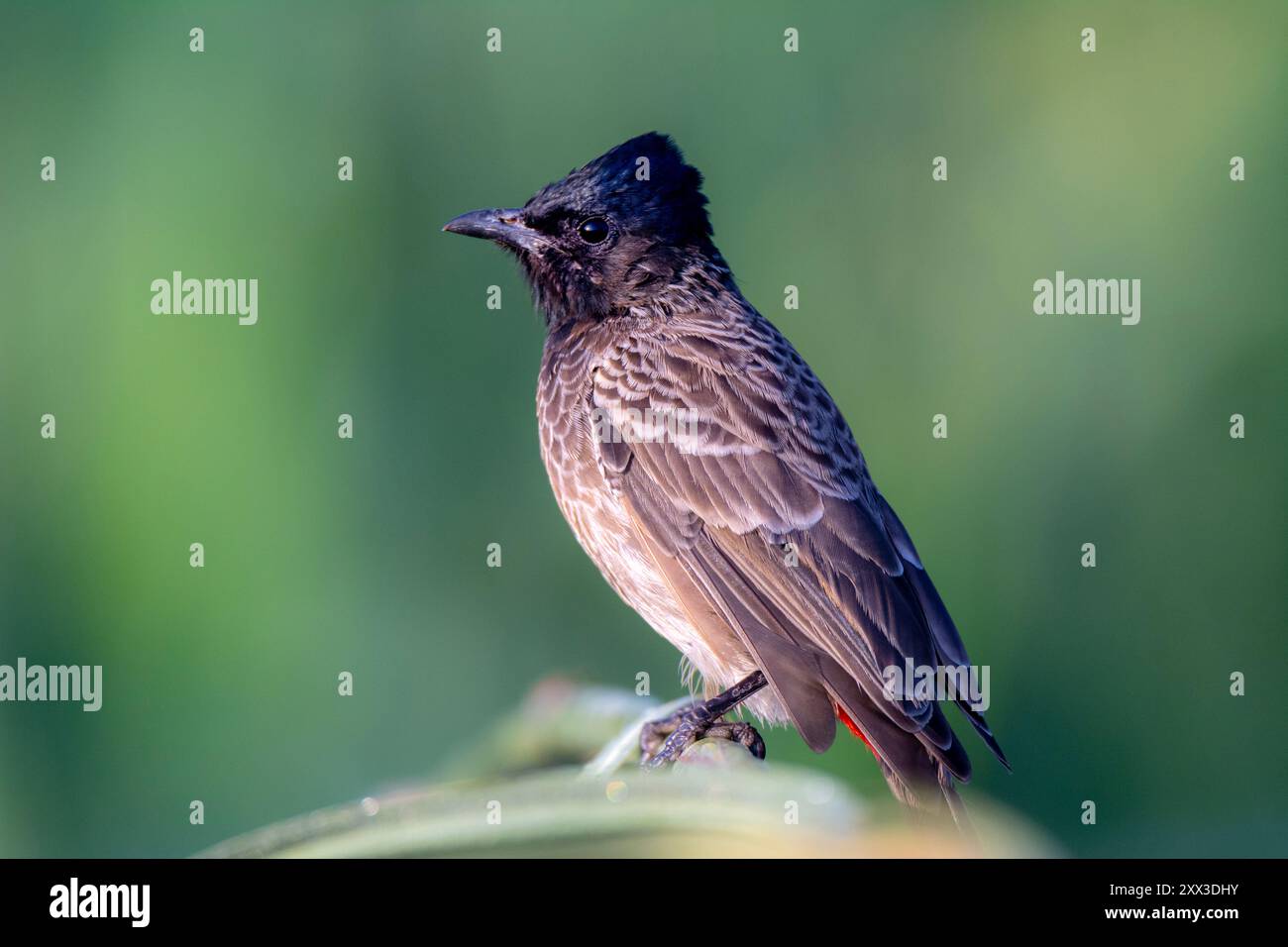 The red-vented bulbul is a member of the bulbul family of passerines ...