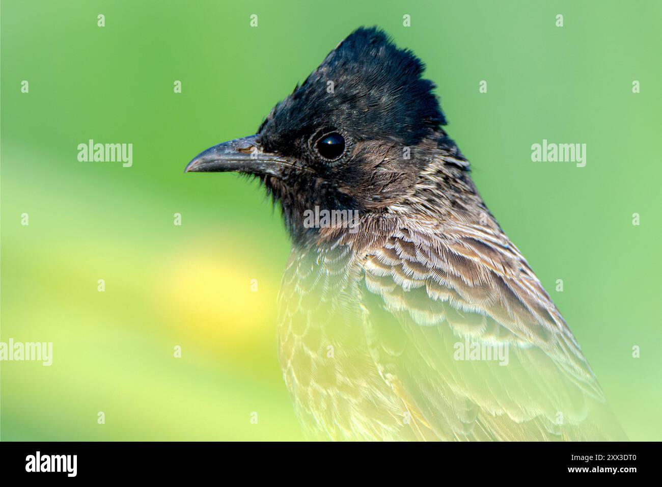 The red-vented bulbul is a member of the bulbul family of passerines ...