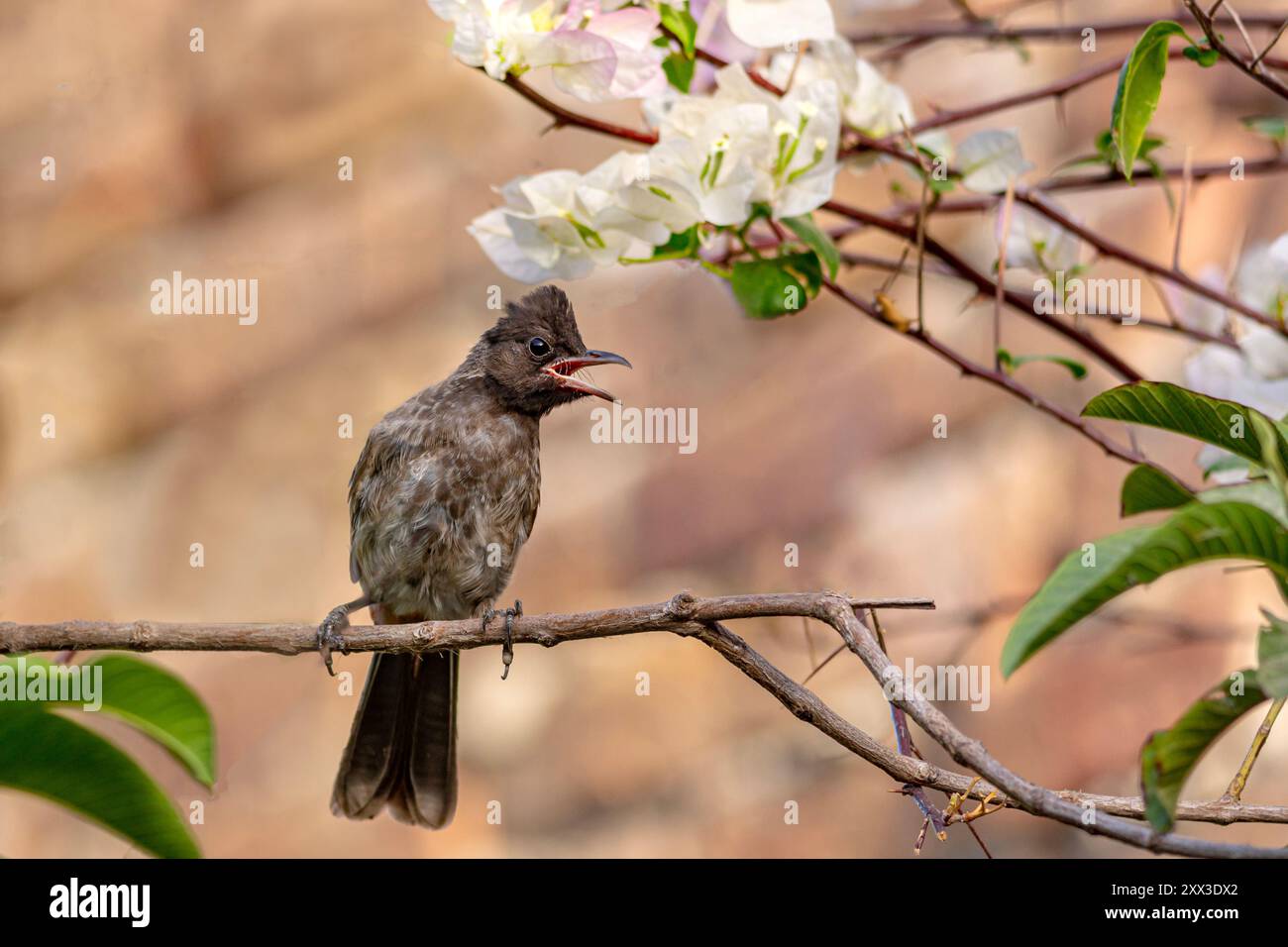 The red-vented bulbul is a member of the bulbul family of passerines ...