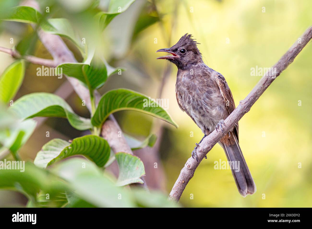The red-vented bulbul is a member of the bulbul family of passerines ...