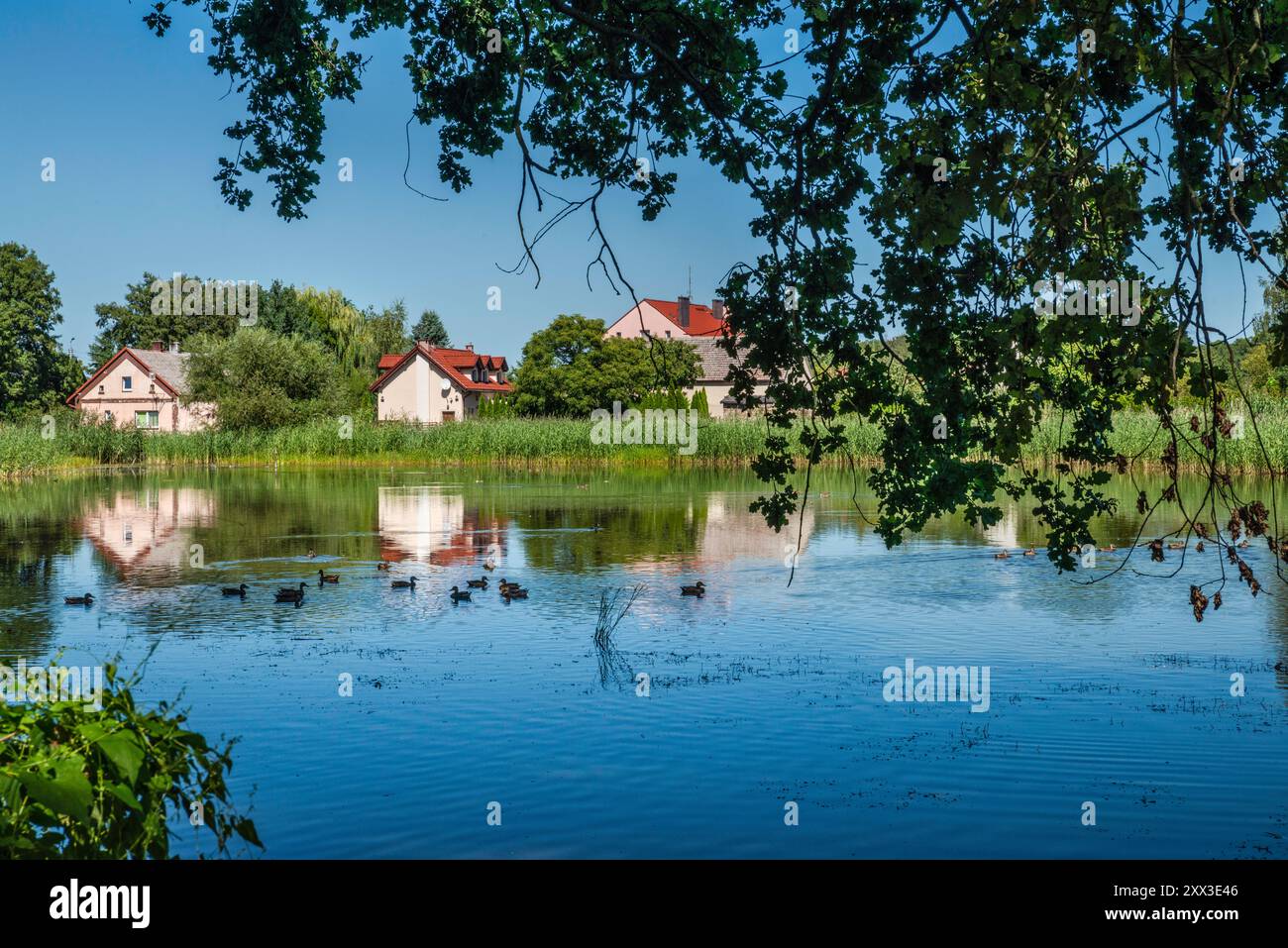 Staw Żabiniec Duzy, village of Ruda Sułowska, wetlands in Milicz Ponds ...