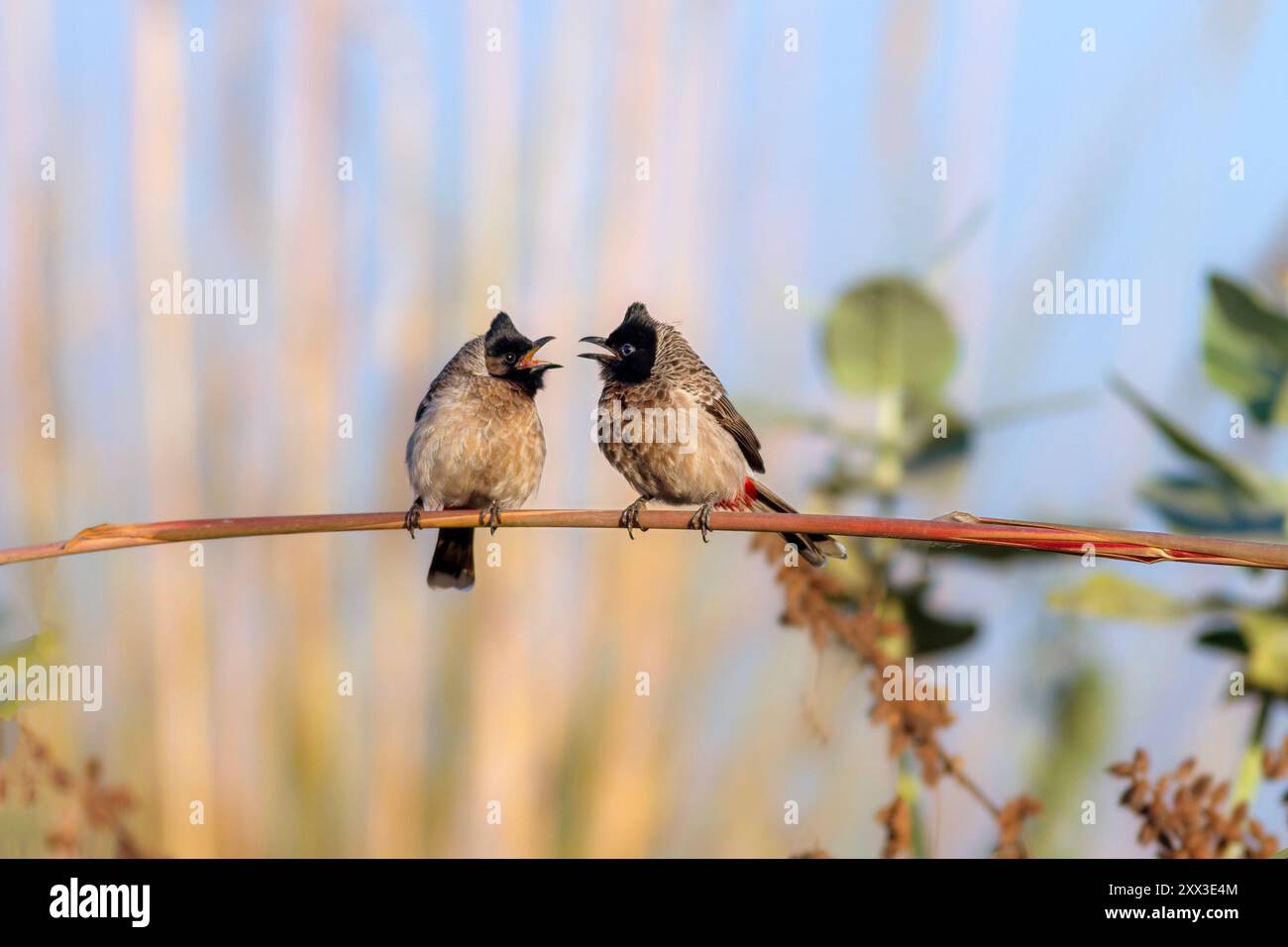The red-vented bulbul is a member of the bulbul family of passerines ...
