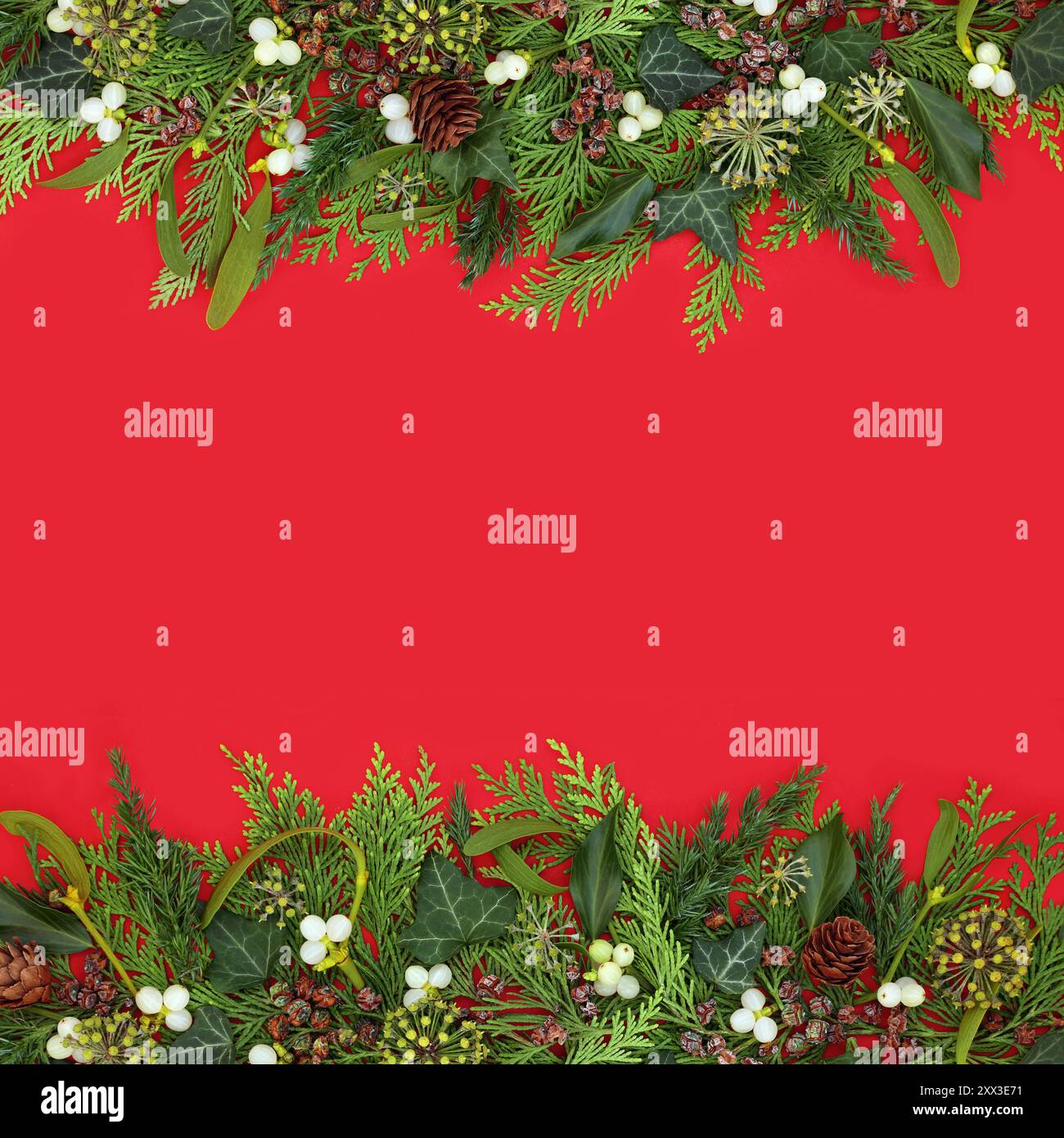 Winter solstice nature flora christmas background on red. Mistletoe ...