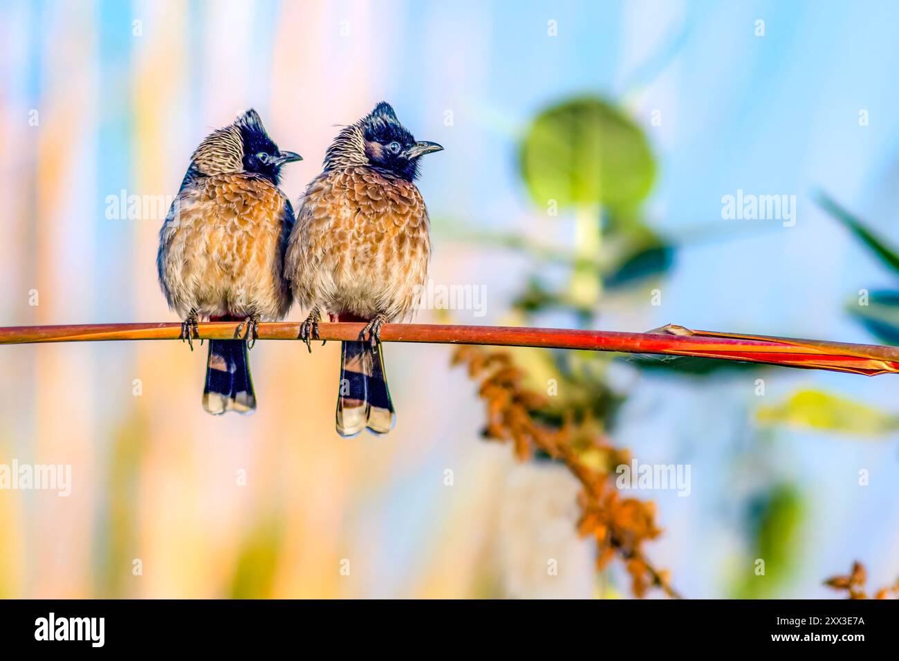The red-vented bulbul is a member of the bulbul family of passerines ...