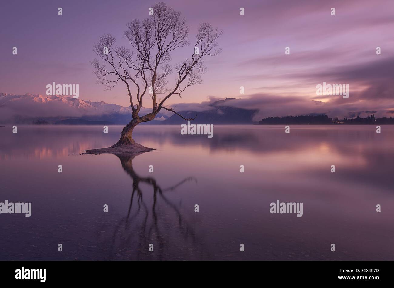 Winter sunrise at the Wanaka Tree, NZ Stock Photo - Alamy
