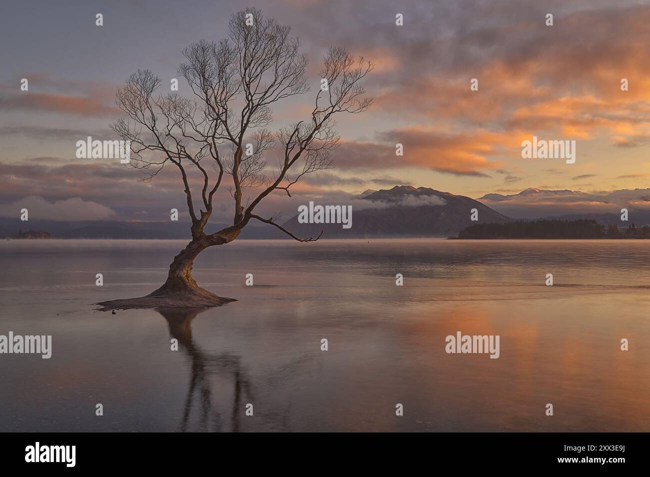 Winter sunrise at the Wanaka Tree, NZ Stock Photo - Alamy
