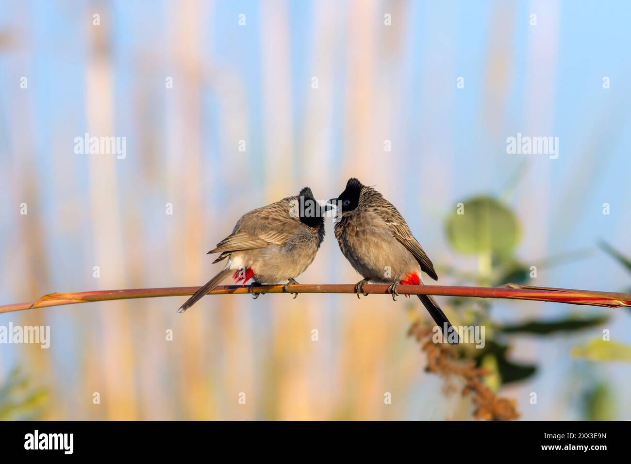 The red-vented bulbul is a member of the bulbul family of passerines ...