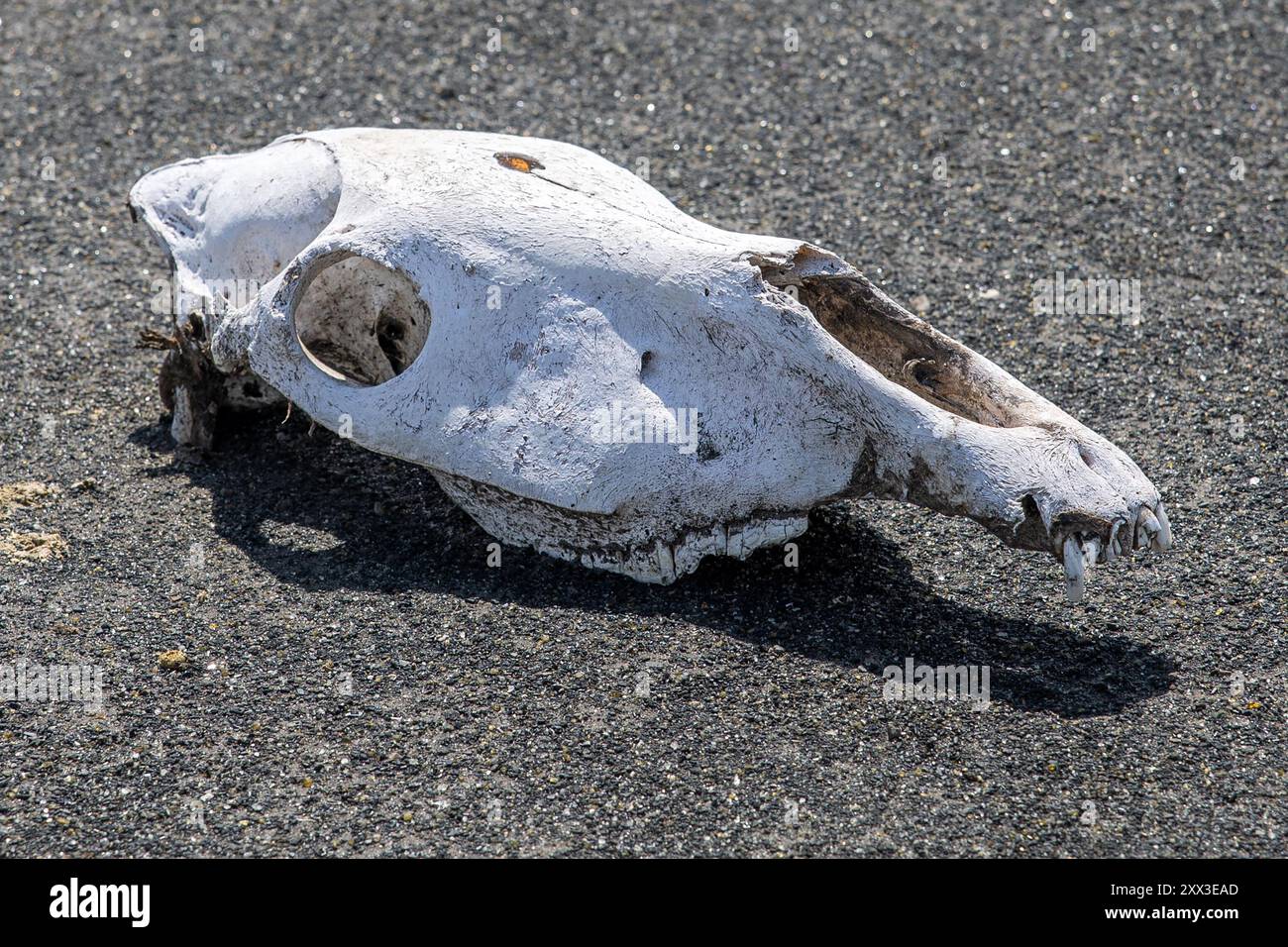 Zebra skeleton hi-res stock photography and images - Alamy