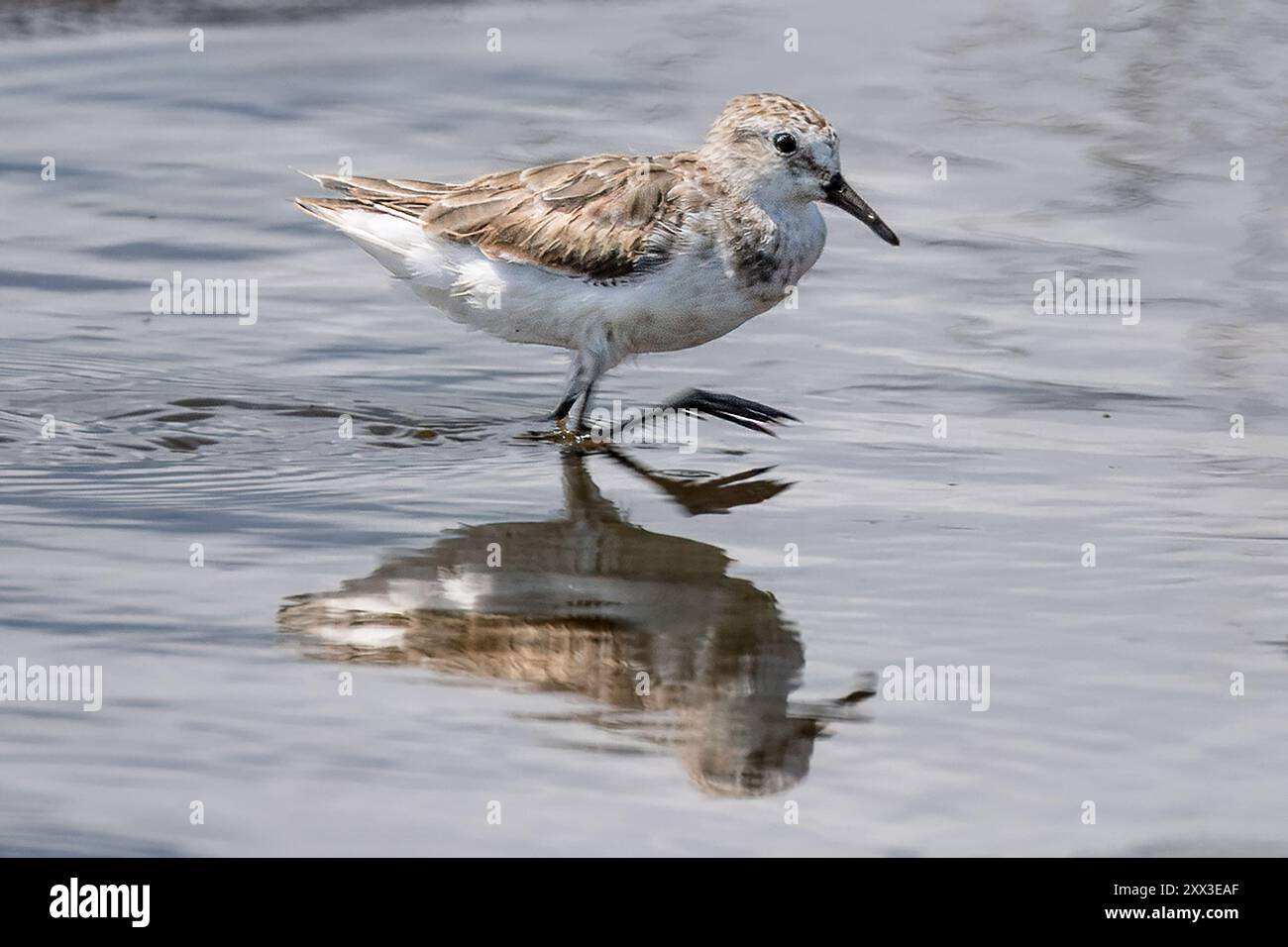 Little stint, Lake Natron area, Tanzania Stock Photo - Alamy
