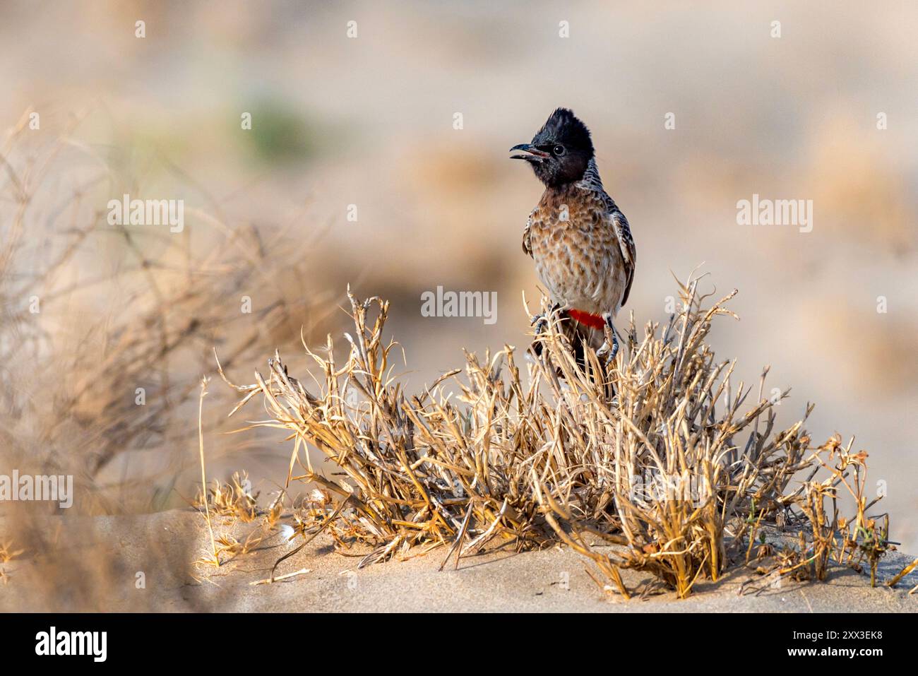 The red-vented bulbul is a member of the bulbul family of passerines ...