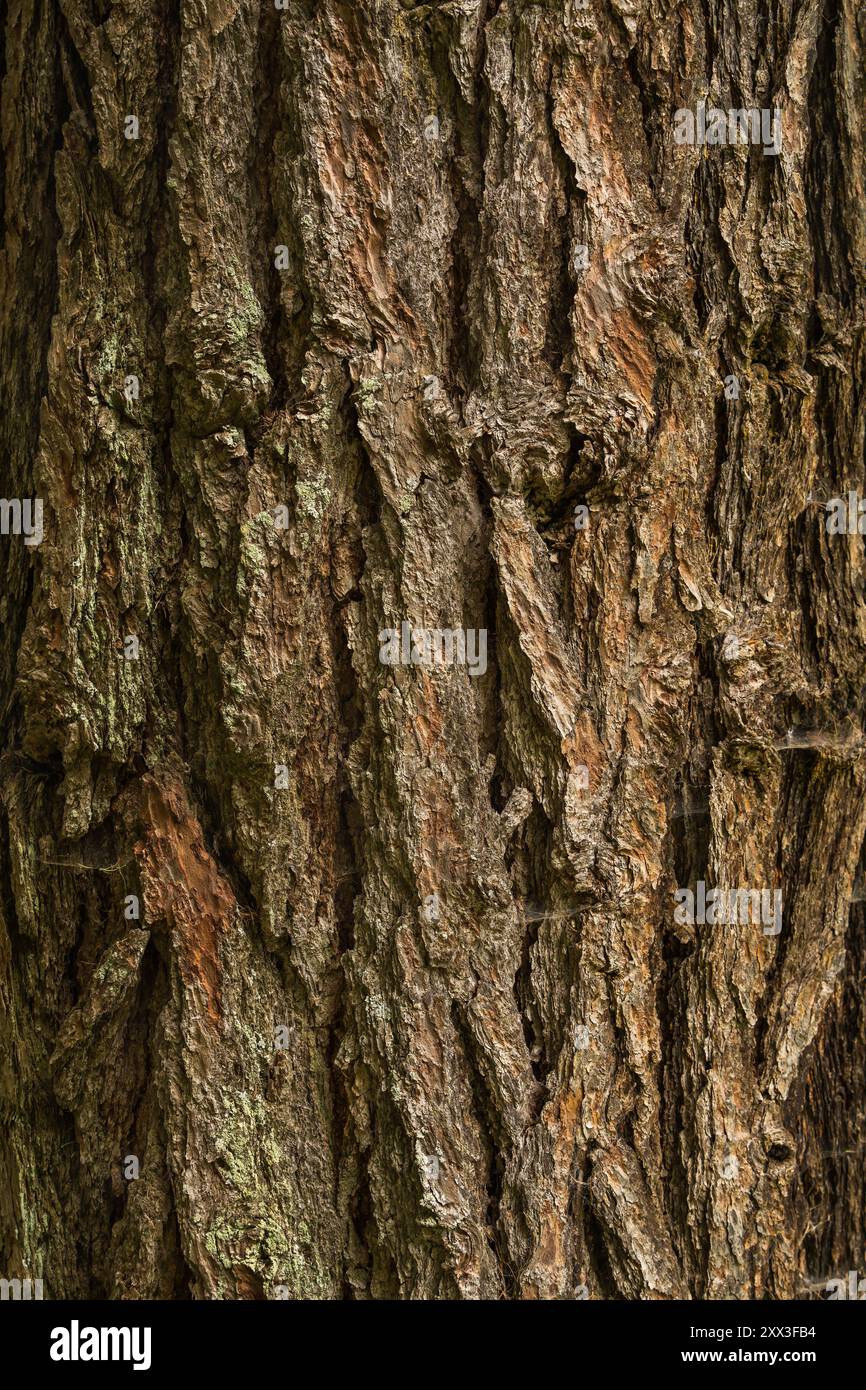 tree bark texture, cracked bark. background texture. High quality photo Stock Photo - Alamy