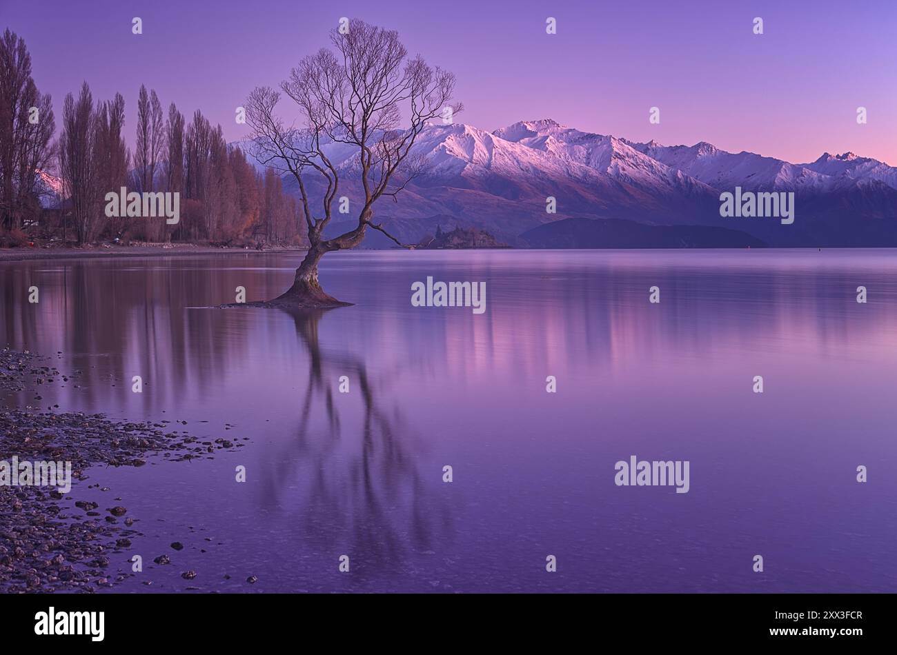 Willow tree in at sunrise hi-res stock photography and images - Alamy