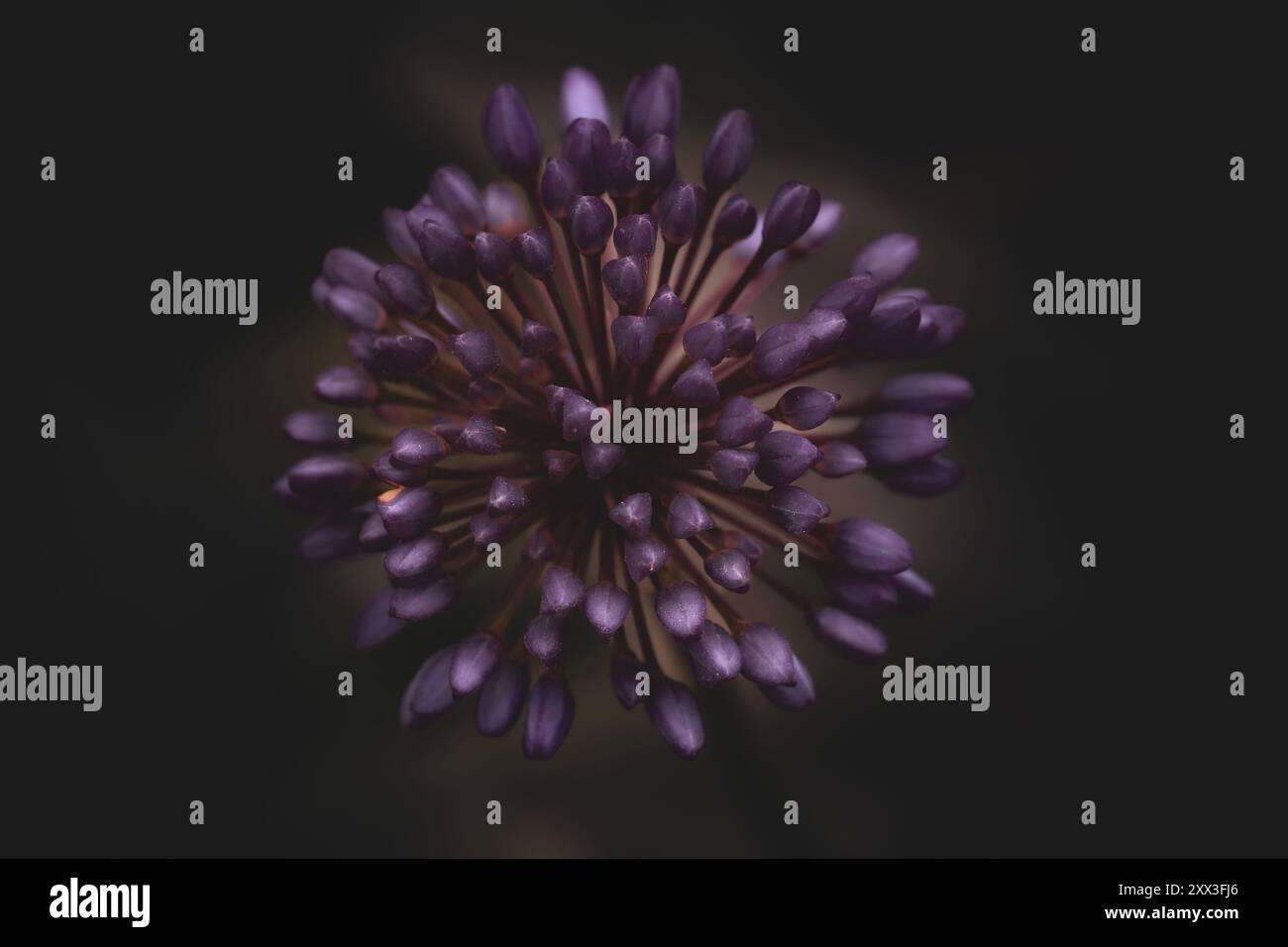 Allium magic hi-res stock photography and images - Alamy