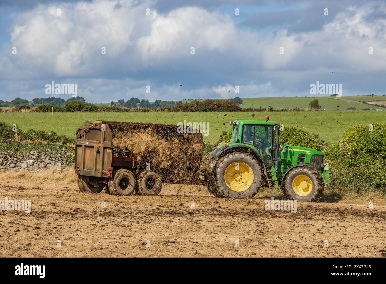 Spreading farmyard manure Stock Photo - Alamy