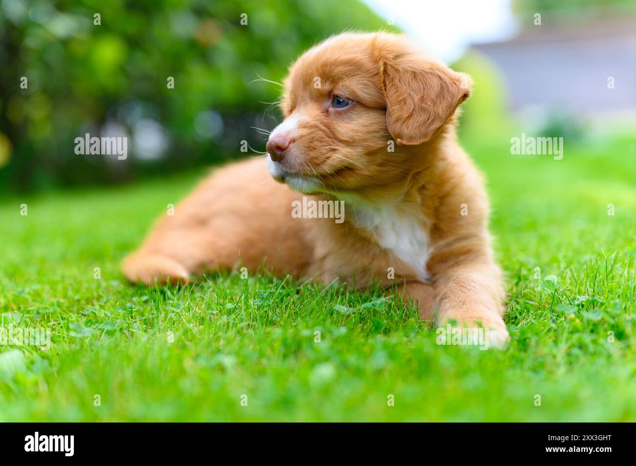 Nova scotia duck toller retriever puppy dog lying on grass, smooth ...
