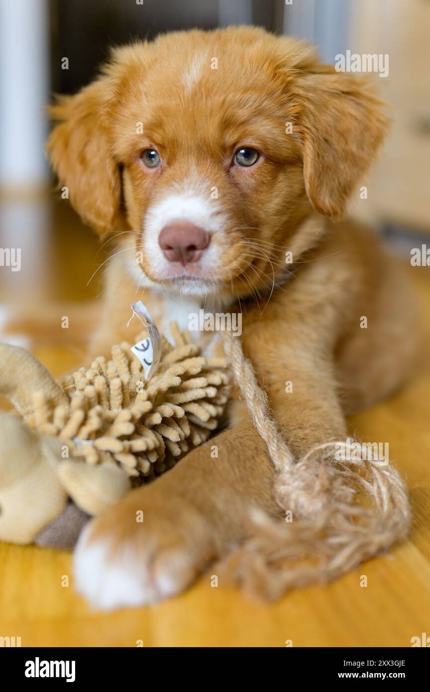 Nova scotia duck toller retriever puppy dog playing with his toy Stock ...
