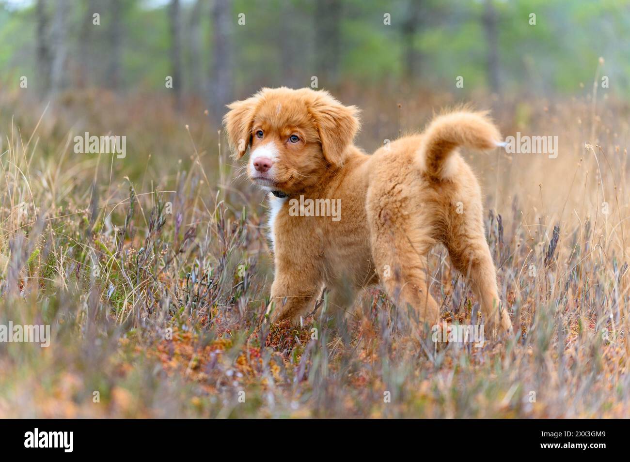 Nova scotia duck toller retriever puppy dog in bog Stock Photo - Alamy