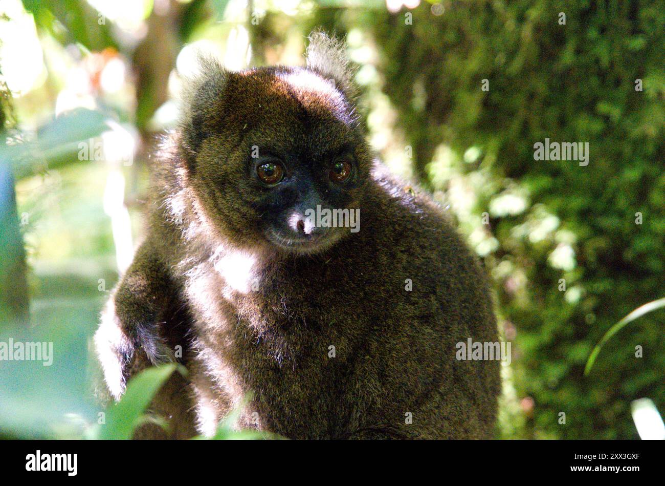 Greater bamboo lemur (Hapalemur simus) at Ranomafana National Park ...