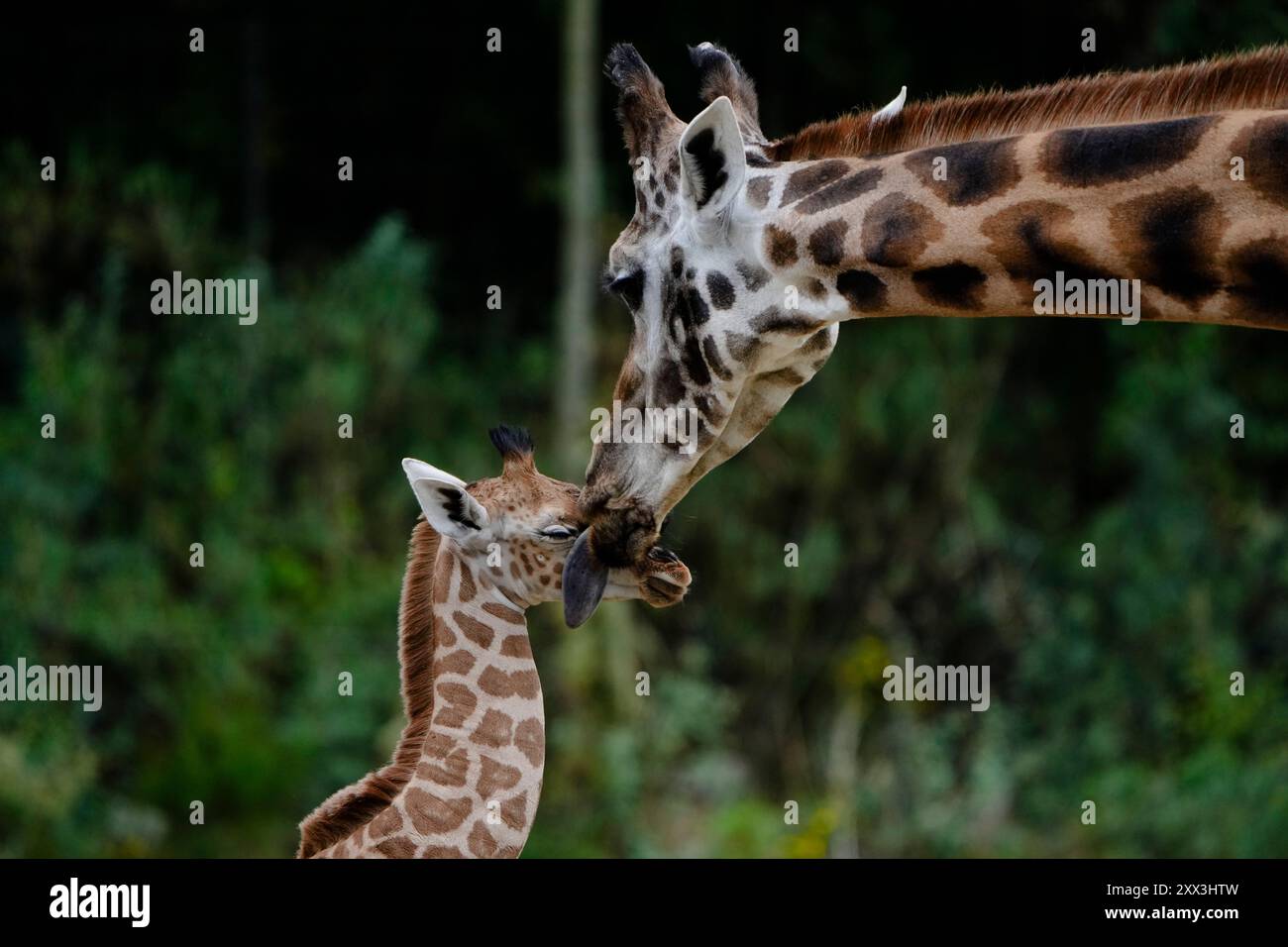 Emily a new born Rothschild's Giraffe, born on Aug. 11, 2024 is ...