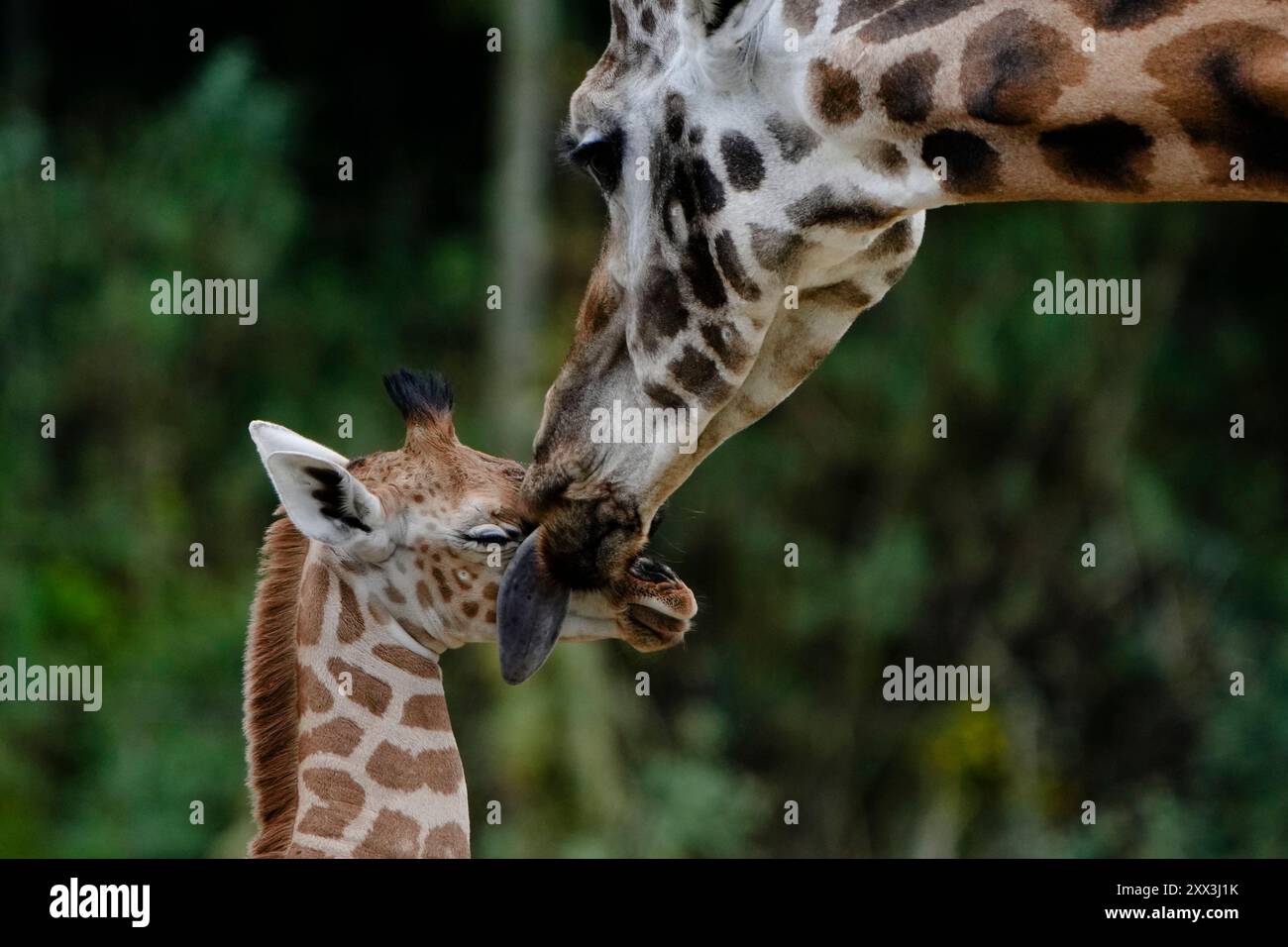 Emily a new born Rothschild's Giraffe, born on Aug. 11, 2024 is ...