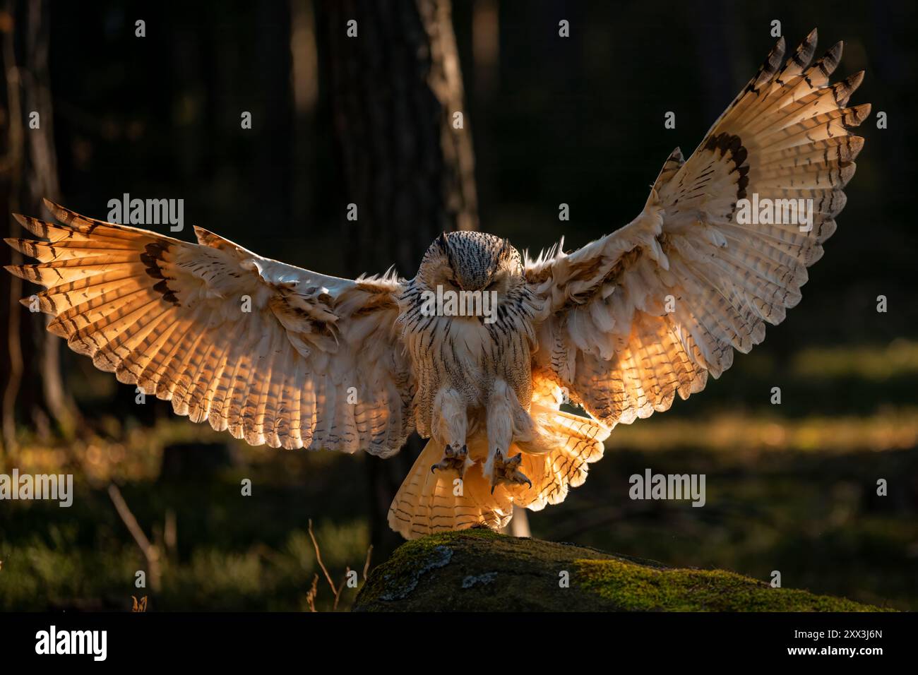 Eurasian Eagle-Owl (Bubo bubo sibiricus Stock Photo - Alamy