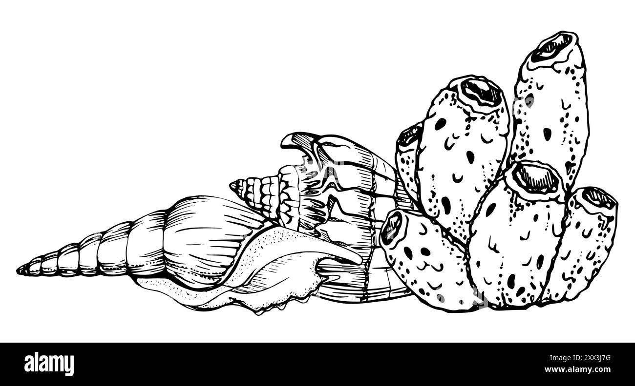 Marine life, sea ocean underwater creatures fish, shells algae seaweed ...