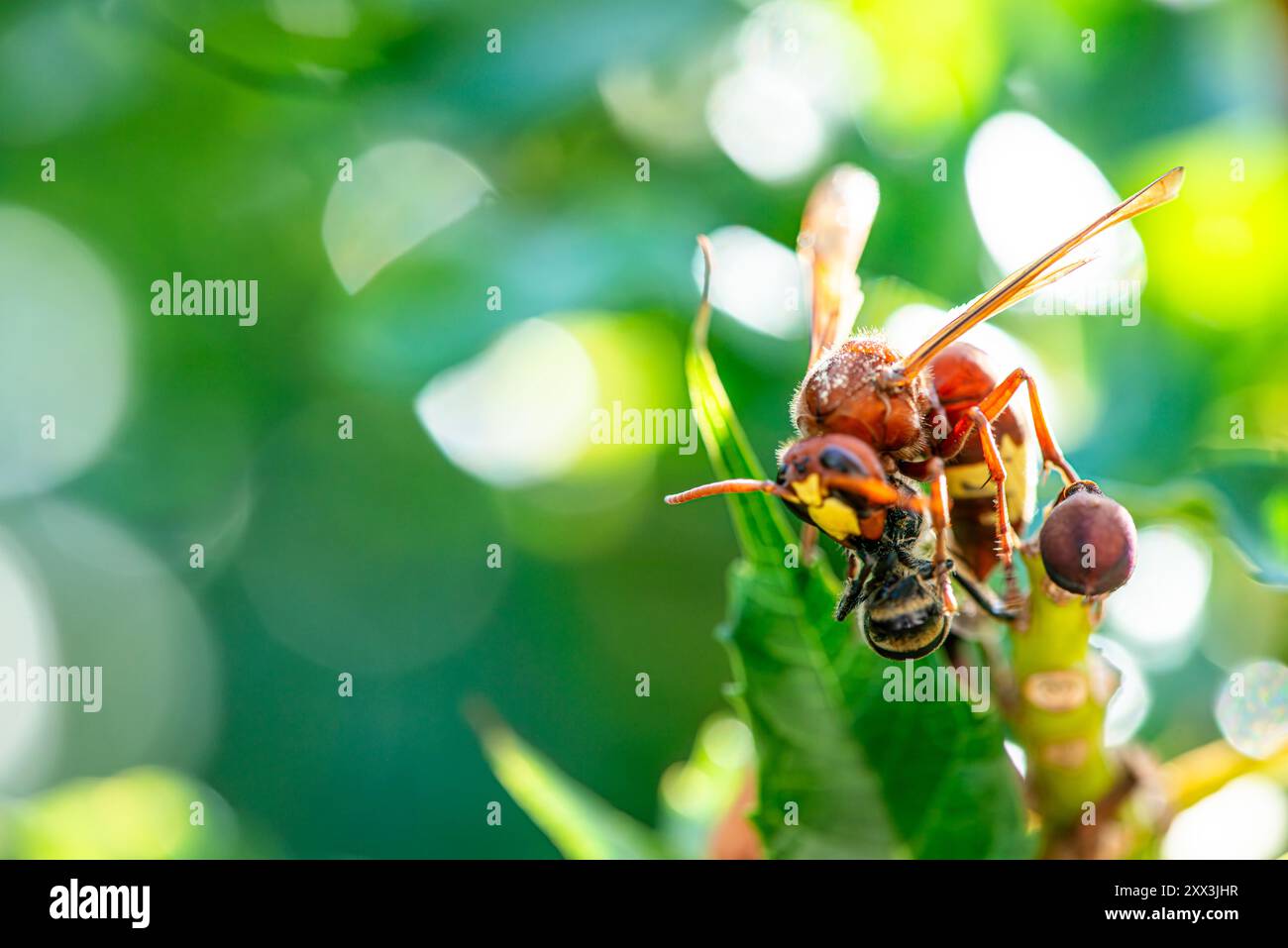 A dramatic macro photograph showcasing the intense moment when a wasp ...