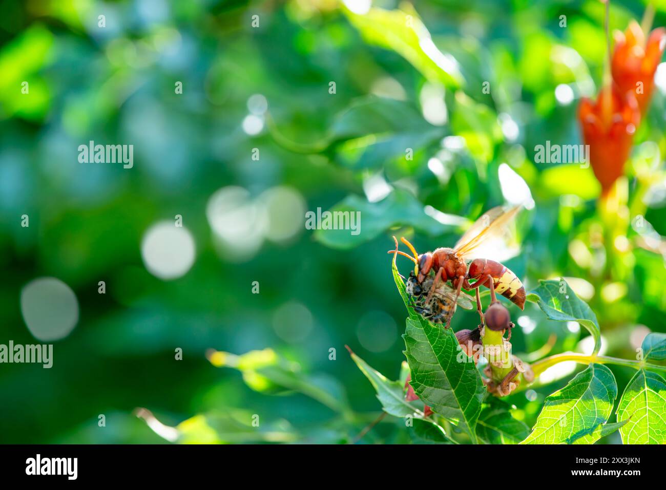 A dramatic macro photograph showcasing the intense moment when a wasp ...