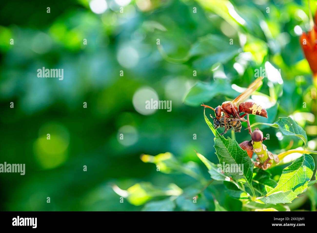 Predator insect moment hi-res stock photography and images - Alamy