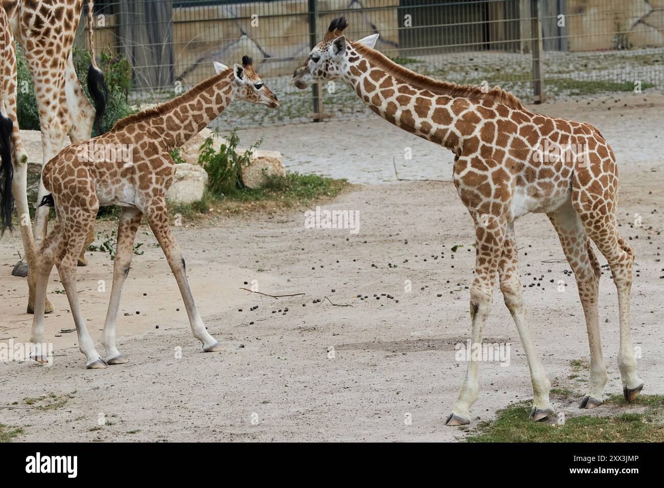 Berlin, Germany. 22nd Aug, 2024. The two youngest members of the ...