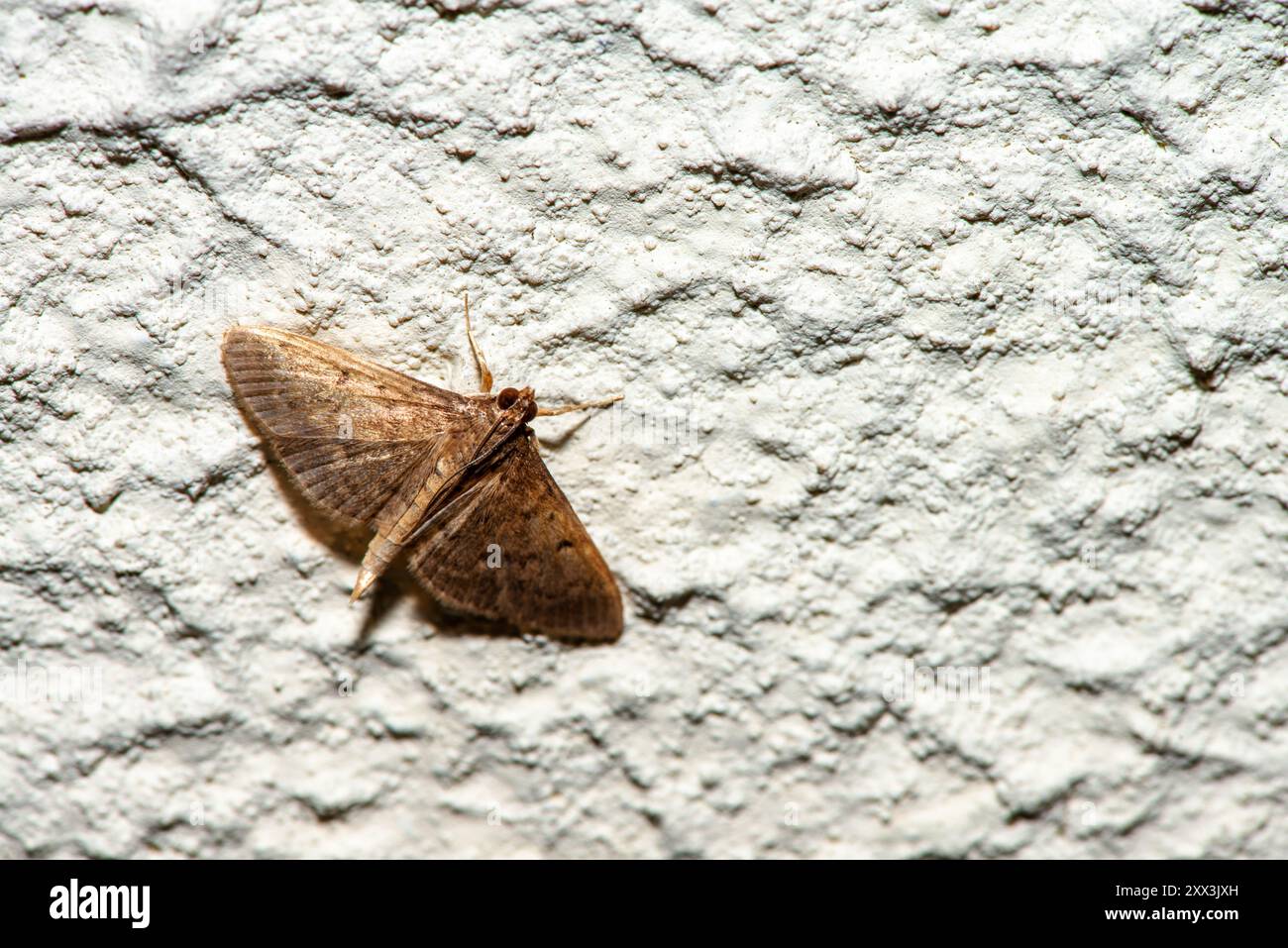 A macro photograph capturing the delicate details of a moth resting on ...