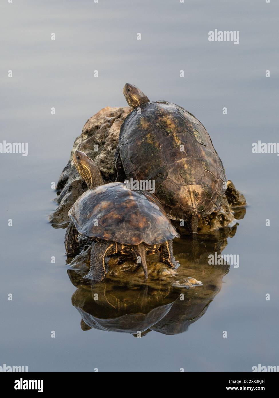 Turtle couple relaxing and sunbathing on a rock in a pond Stock Photo ...