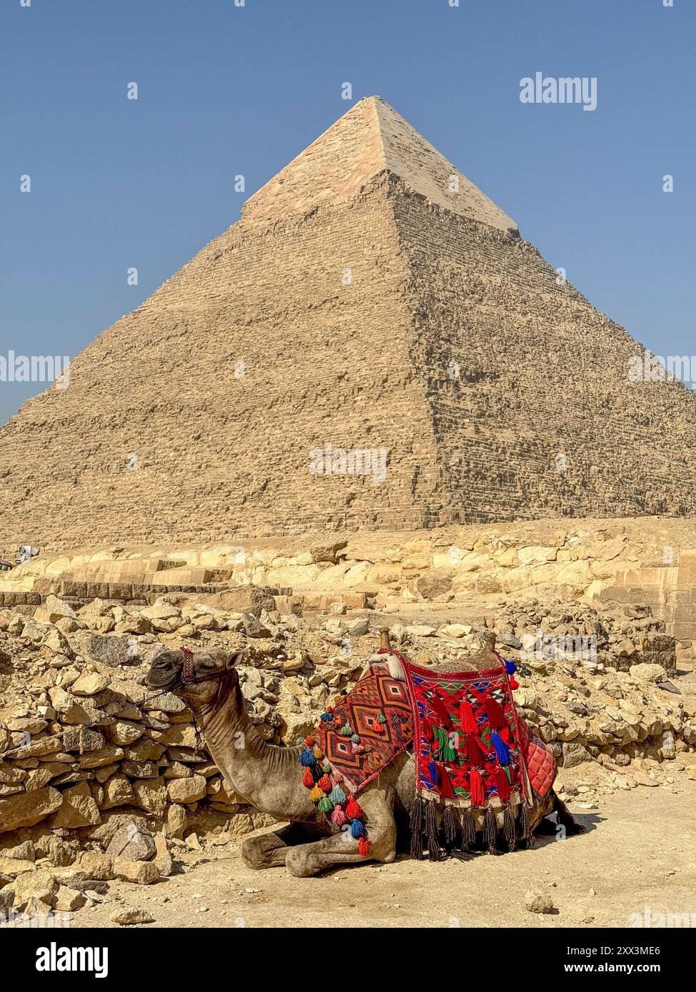 the great pyramids of giza with camel Stock Photo - Alamy