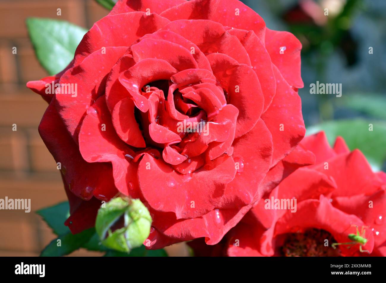 Beautiful and bright blooming spring, summer flowers. Red, curly ...