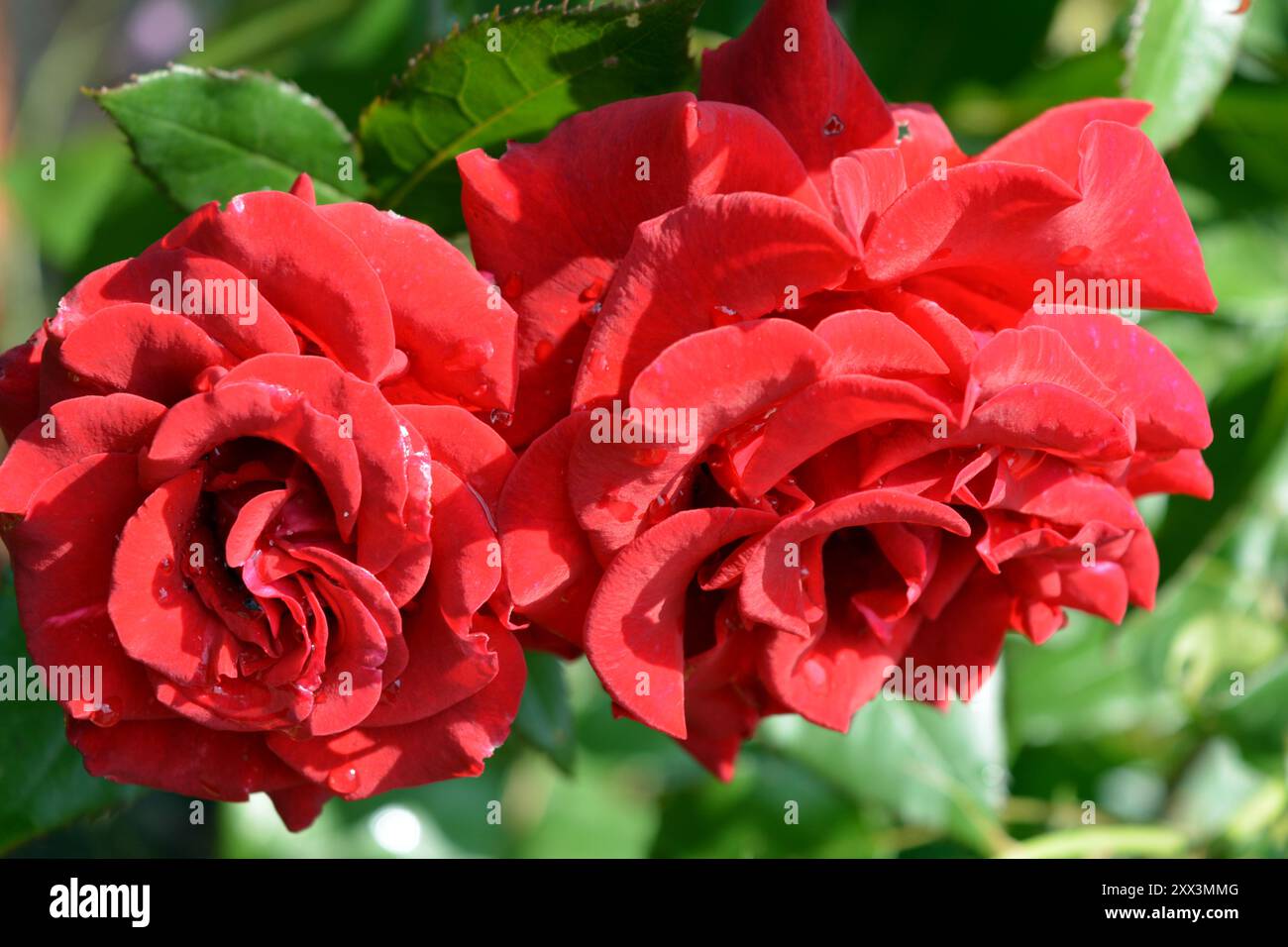 Beautiful and bright blooming spring, summer flowers. Red, curly ...
