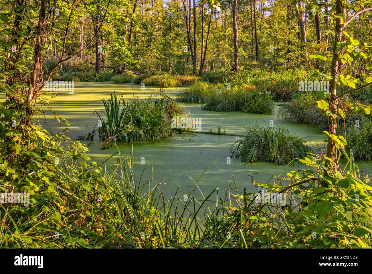 Pond covered with duckweed, tufted sedge, alder wetlands in Olszyny ...