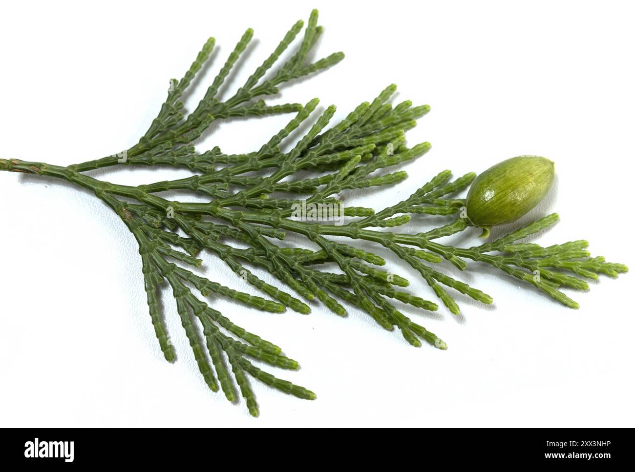 branch of the tree calocedrus decurrens, with the common names incense ...