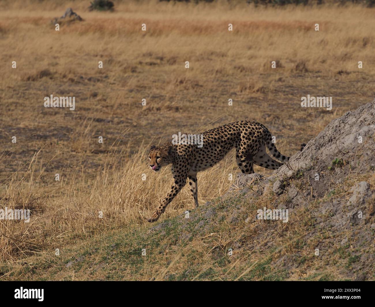 African wild dogs leopard hi-res stock photography and images - Alamy