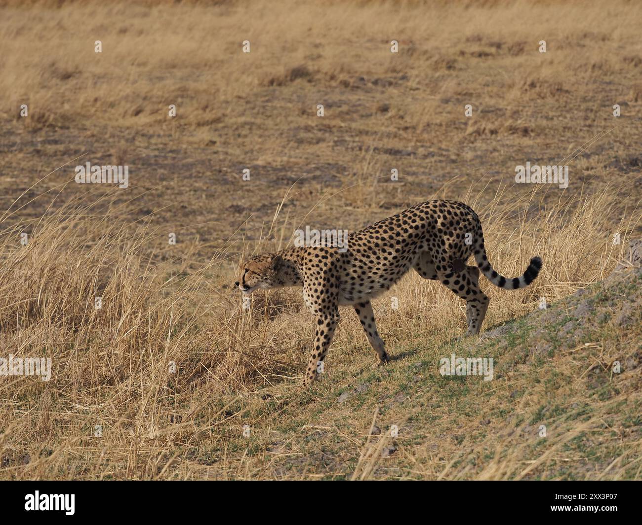Cheetah, the fastest land mammal on earth. Here a female with 5 well ...