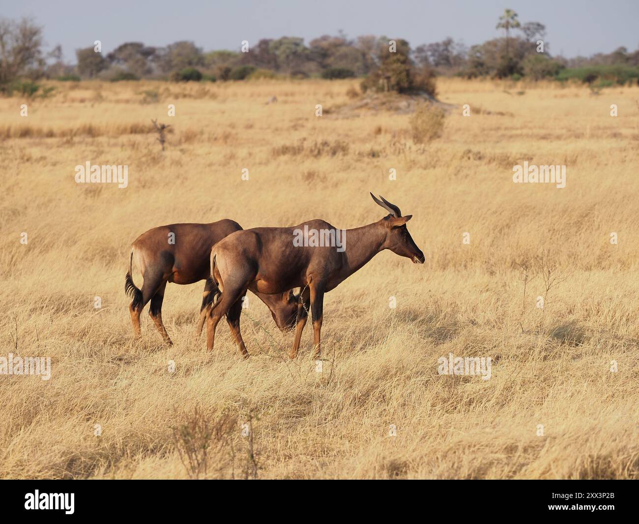 Tsessebe, a large antelope of southern Africa, here photographed in ...