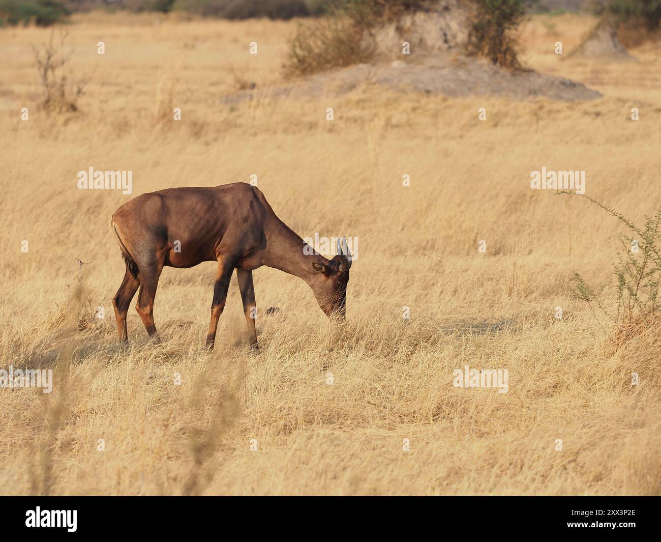 Tsessebe, a large antelope of southern Africa, here photographed in ...