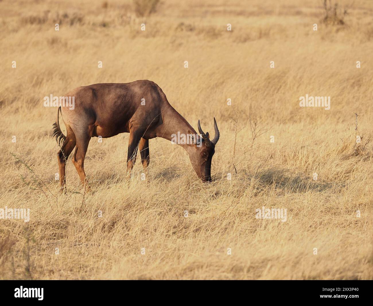 Tsessebe, a large antelope of southern Africa, here photographed in ...